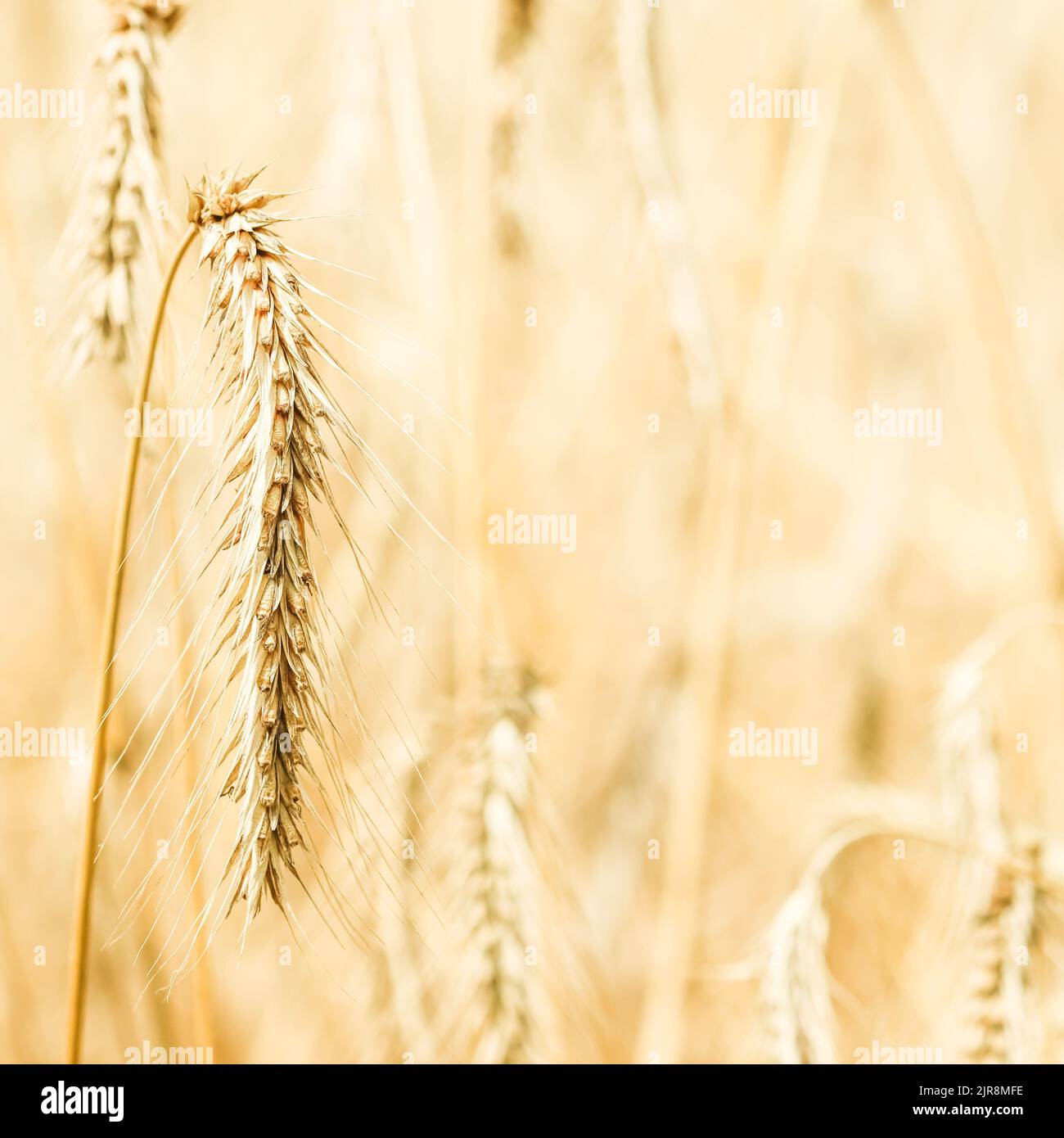 Dry ripe rye spicas of meadow field. Rural scenery, natural background ...