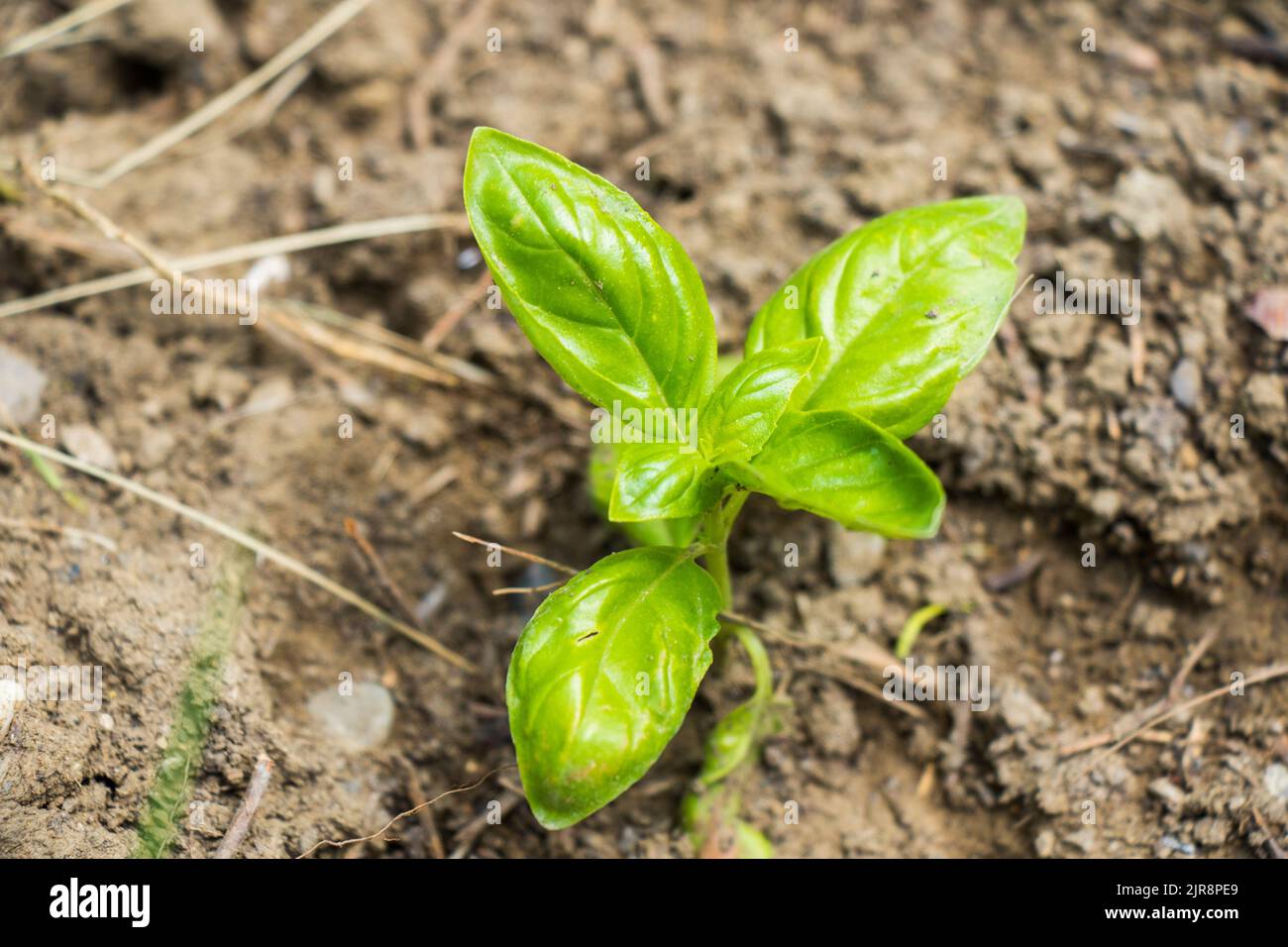 A closeup of a basil plant on the ground in a greenhouse Stock Photo ...