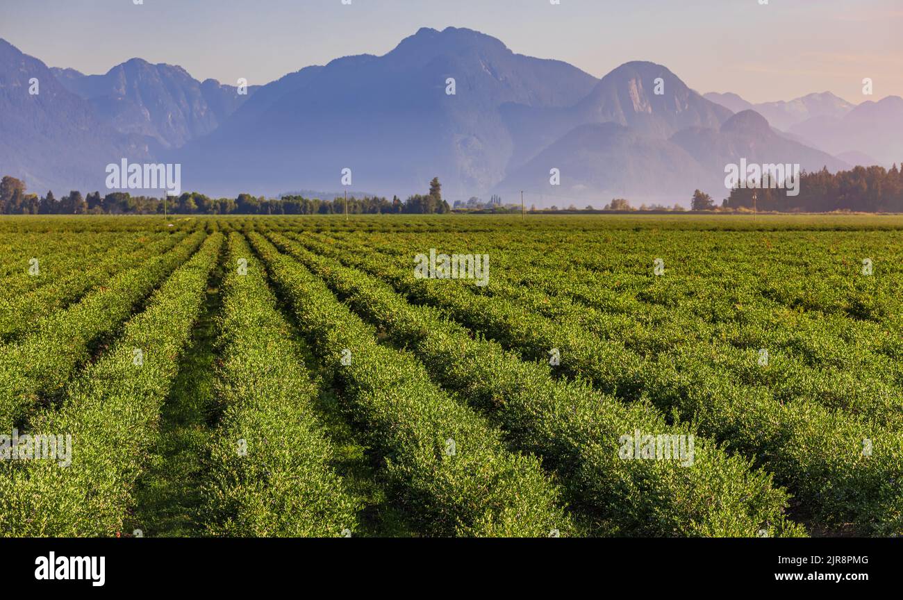 Blueberry field and mountains in the distance in British Columbia ...