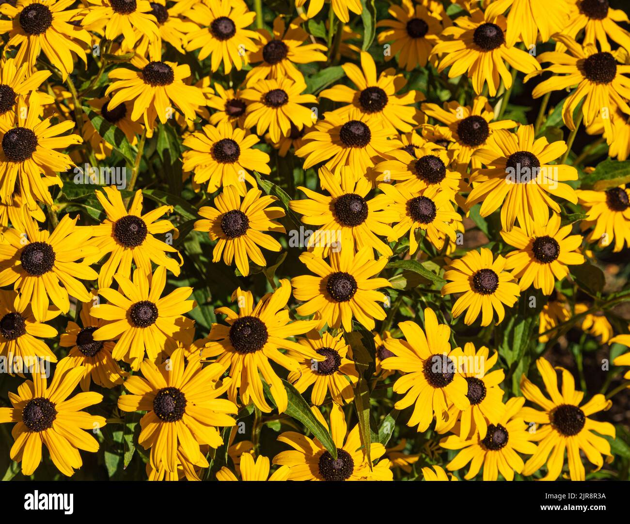 Black Eyed Susan - Flower. Rudbeckia hirta flowers in the midst of a ...