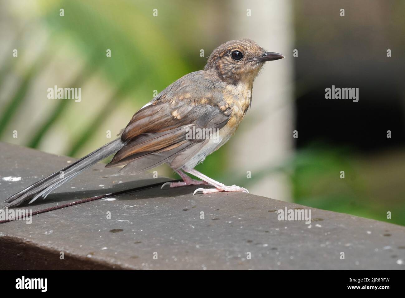 White-rumped shama thrush, juvenile female Stock Photo - Alamy