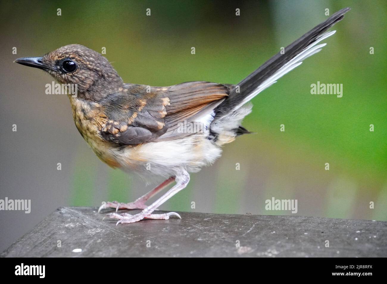 White-rumped shama thrush, juvenile female Stock Photo - Alamy