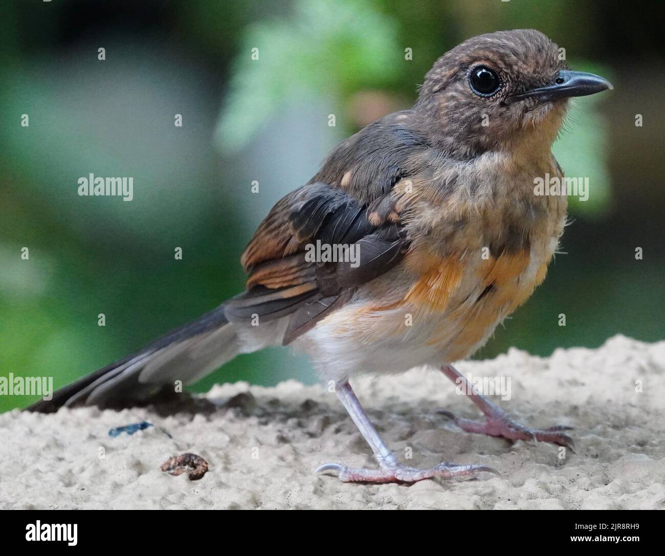Shama thrushes hi-res stock photography and images - Alamy