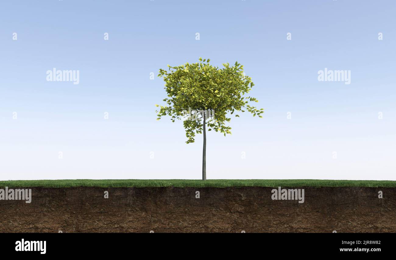 tree on the grass and a slice of soil under it, 3d render Stock Photo ...