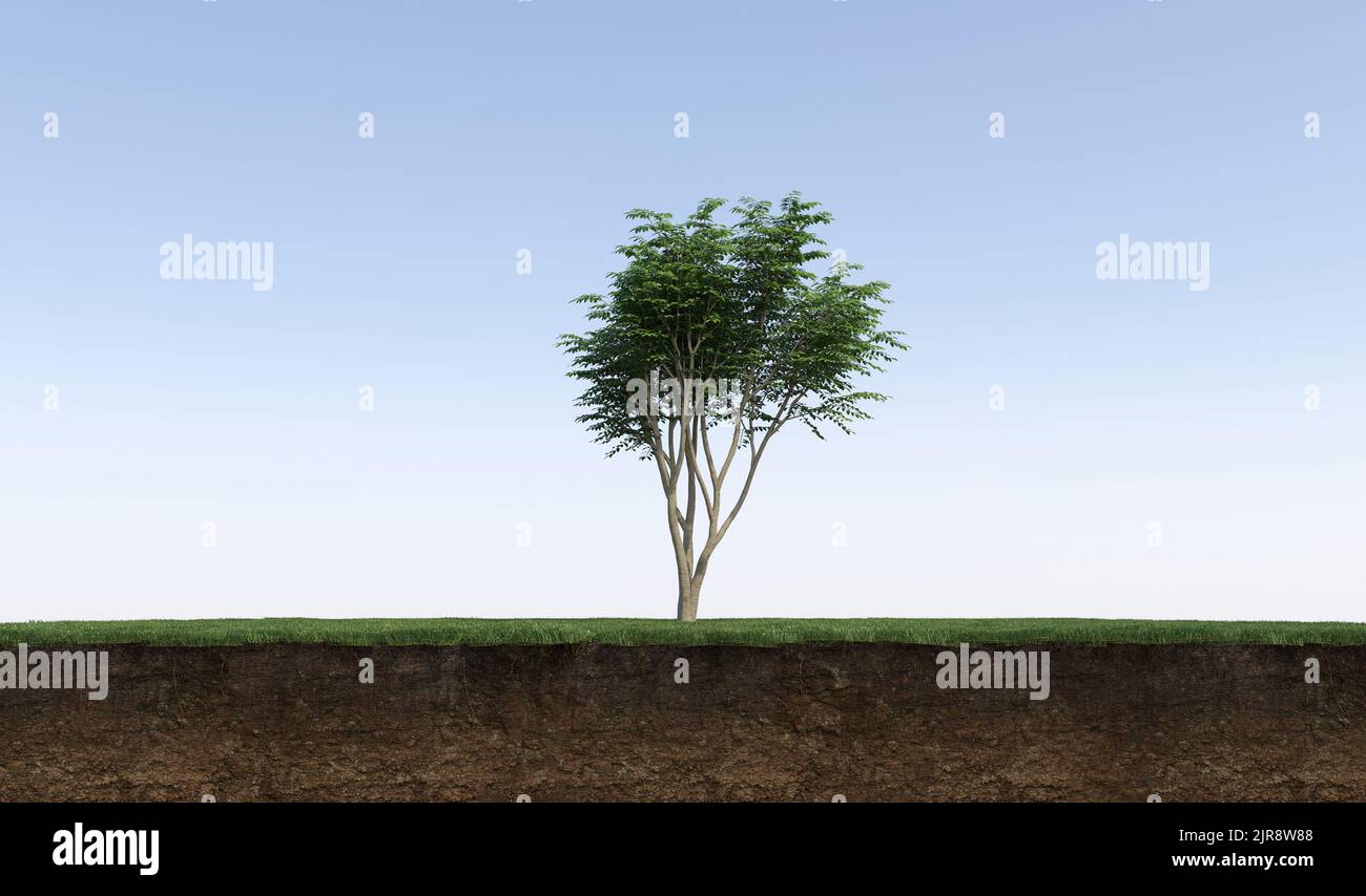 tree on the grass and a slice of soil under it, 3d render Stock Photo ...