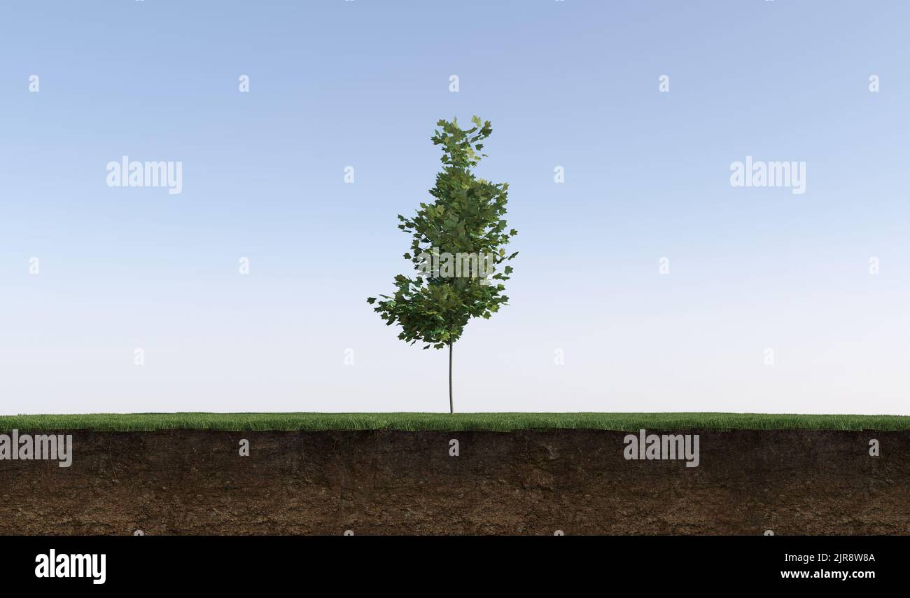 tree on the grass and a slice of soil under it, 3d render Stock Photo ...
