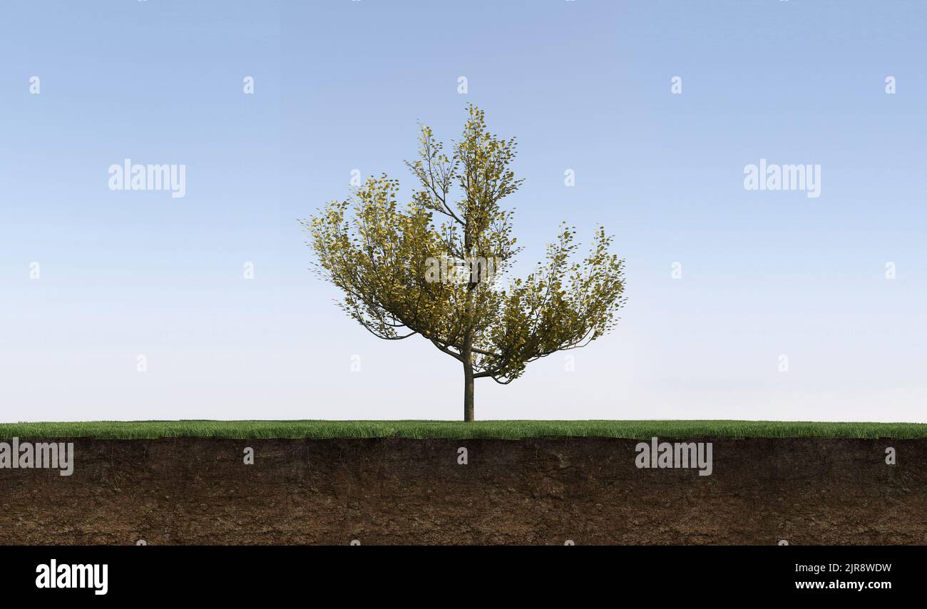 tree on the grass and a slice of soil under it, 3d render Stock Photo ...
