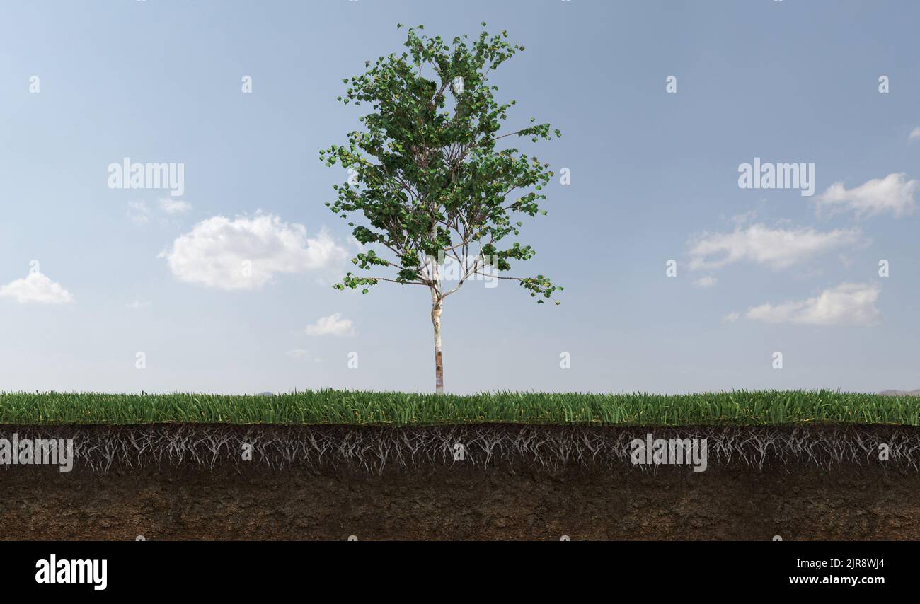 tree on the grass and a slice of soil under it, 3d render Stock Photo ...