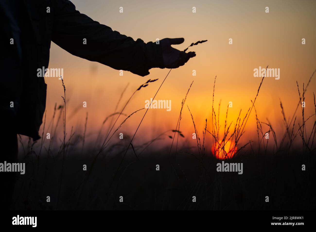 A man's hand touching grass at sunset. Caring for the environment. The ...