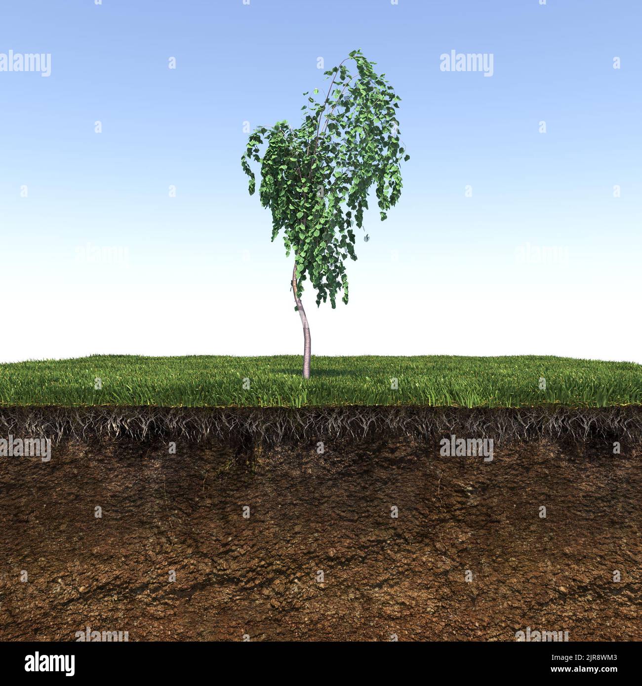 tree on the grass and a slice of soil under it, 3d render Stock Photo ...