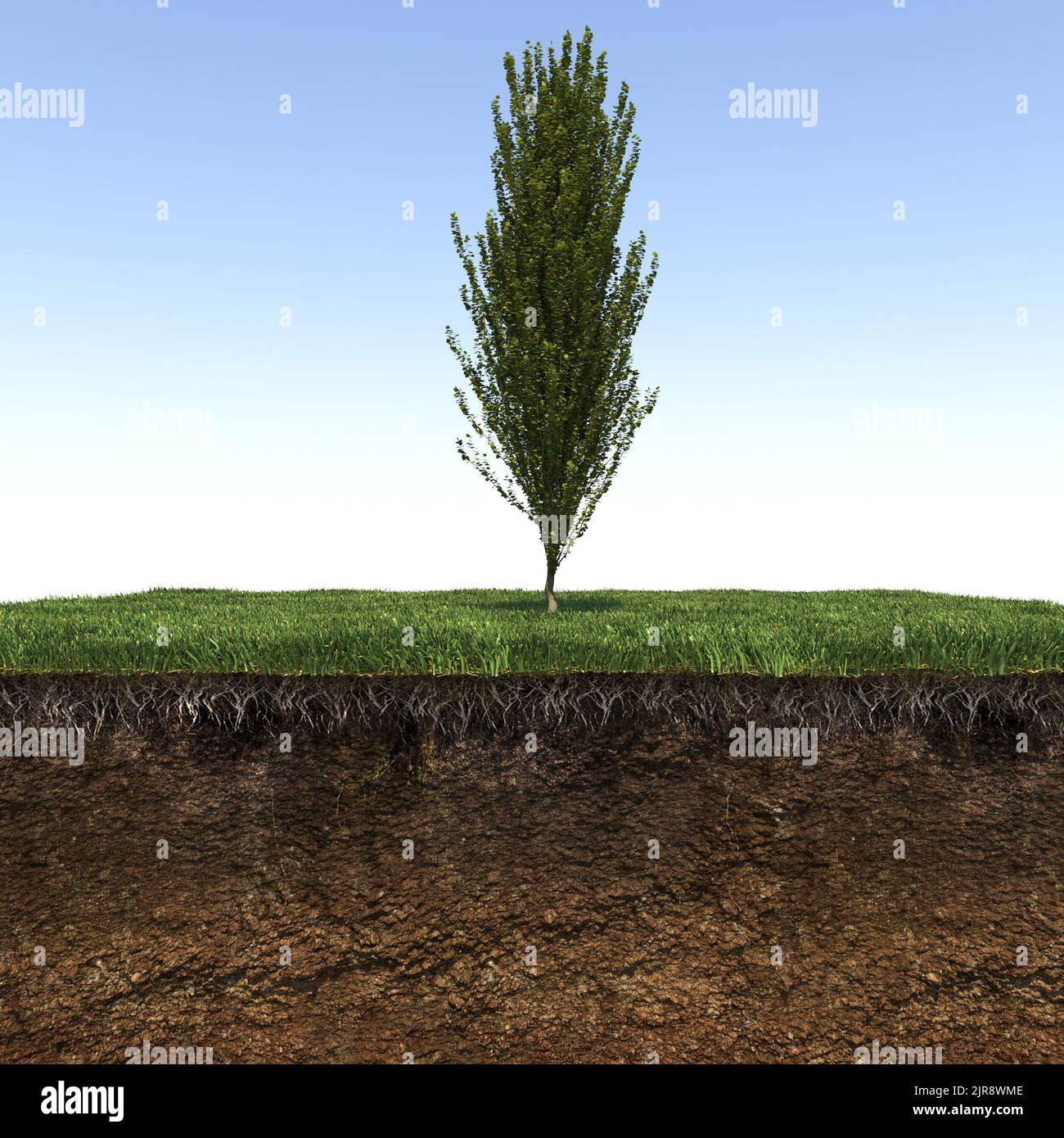 tree on the grass and a slice of soil under it, 3d render Stock Photo ...
