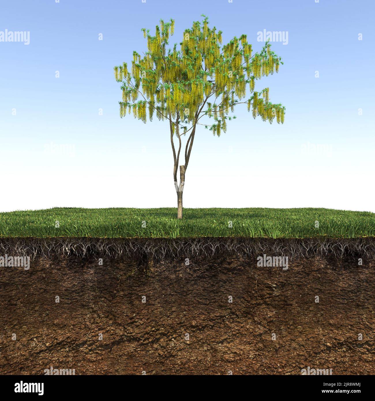 tree on the grass and a slice of soil under it, 3d render Stock Photo ...