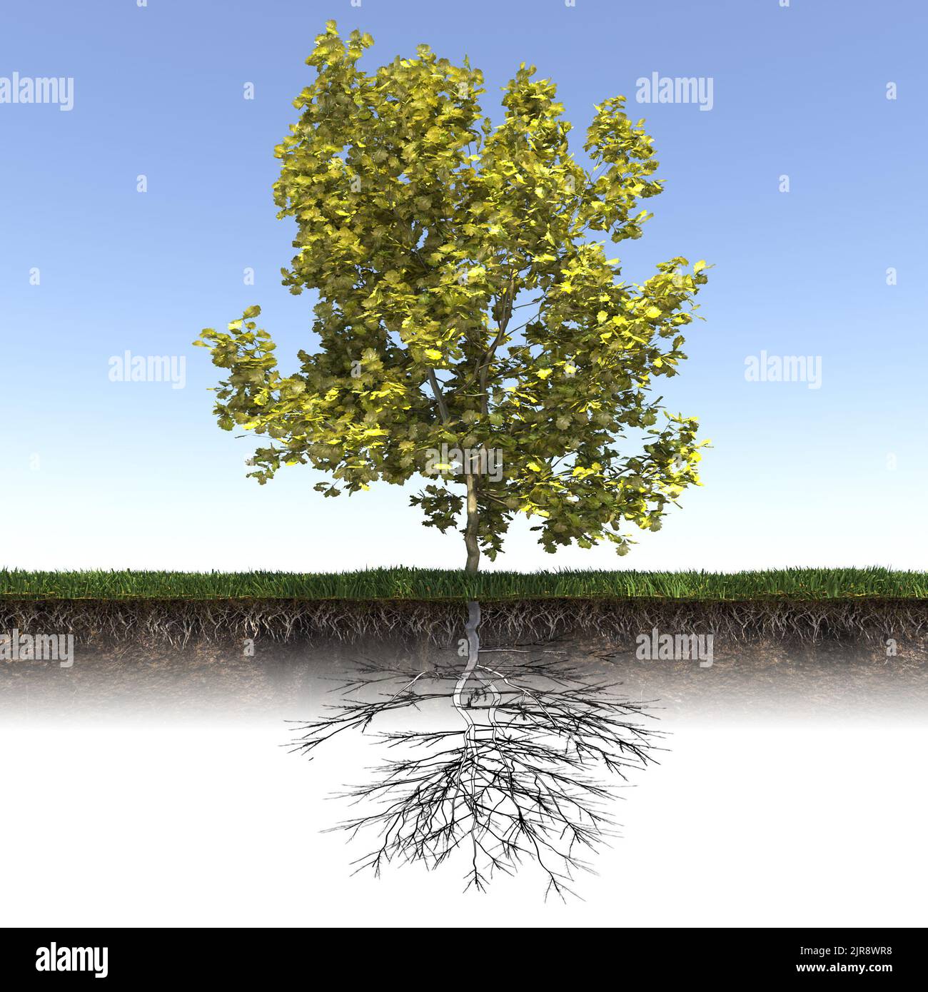 tree root system, cg illustration, sketch, outline Stock Photo - Alamy
