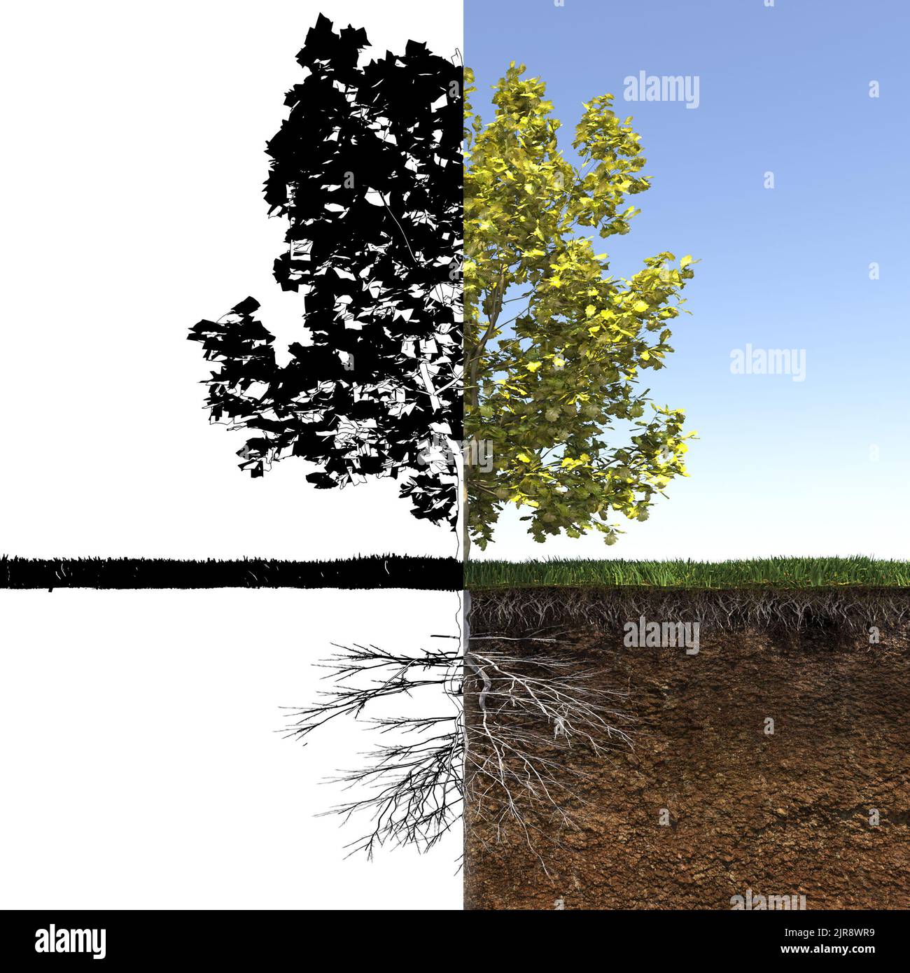 tree root system, cg illustration, sketch, outline Stock Photo - Alamy