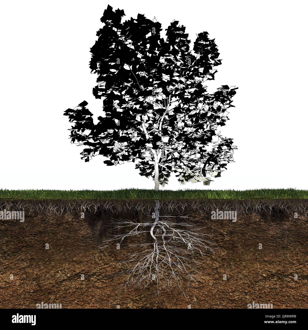 tree root system, cg illustration, sketch, outline Stock Photo - Alamy