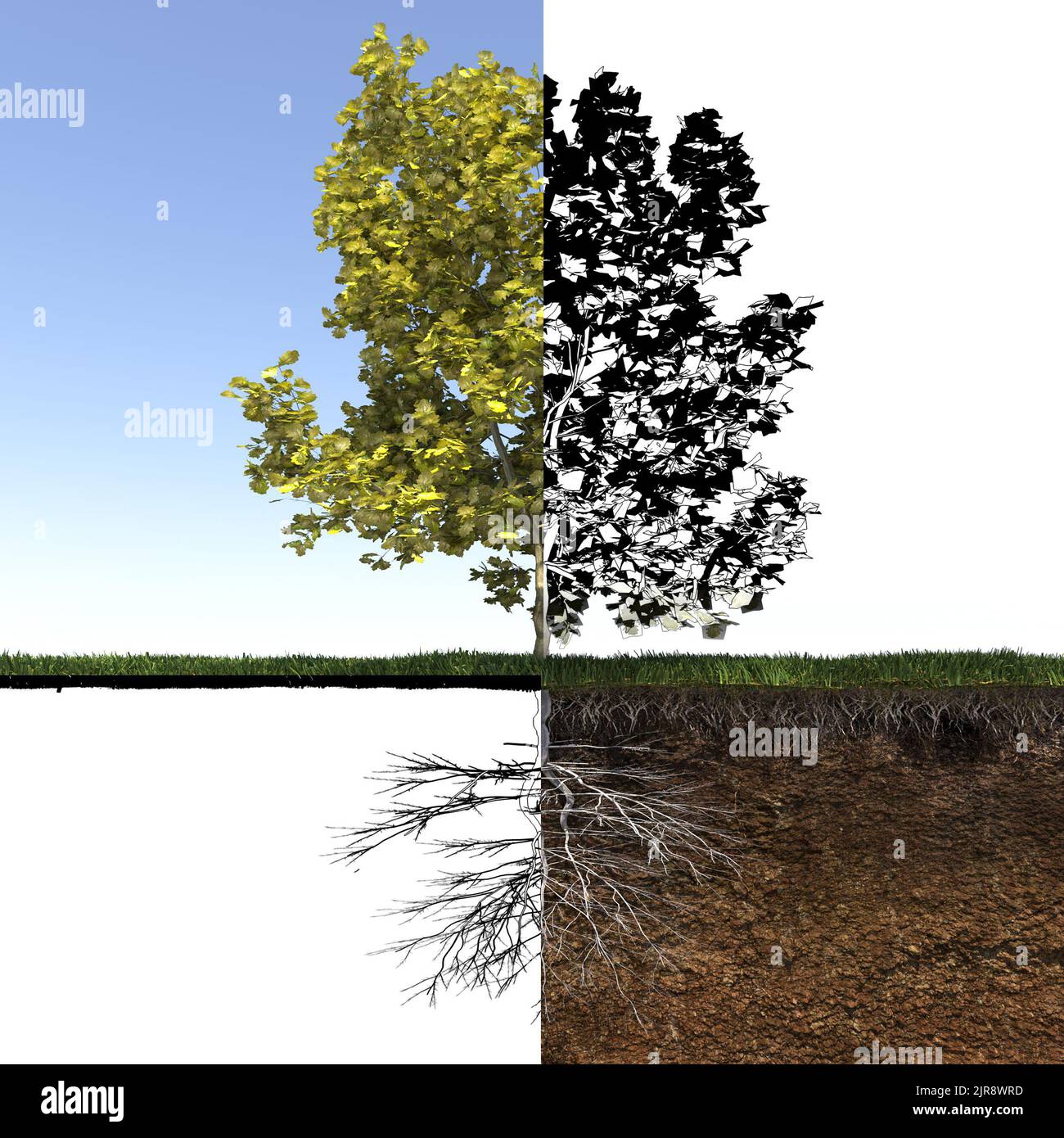 tree root system, cg illustration, sketch, outline Stock Photo - Alamy