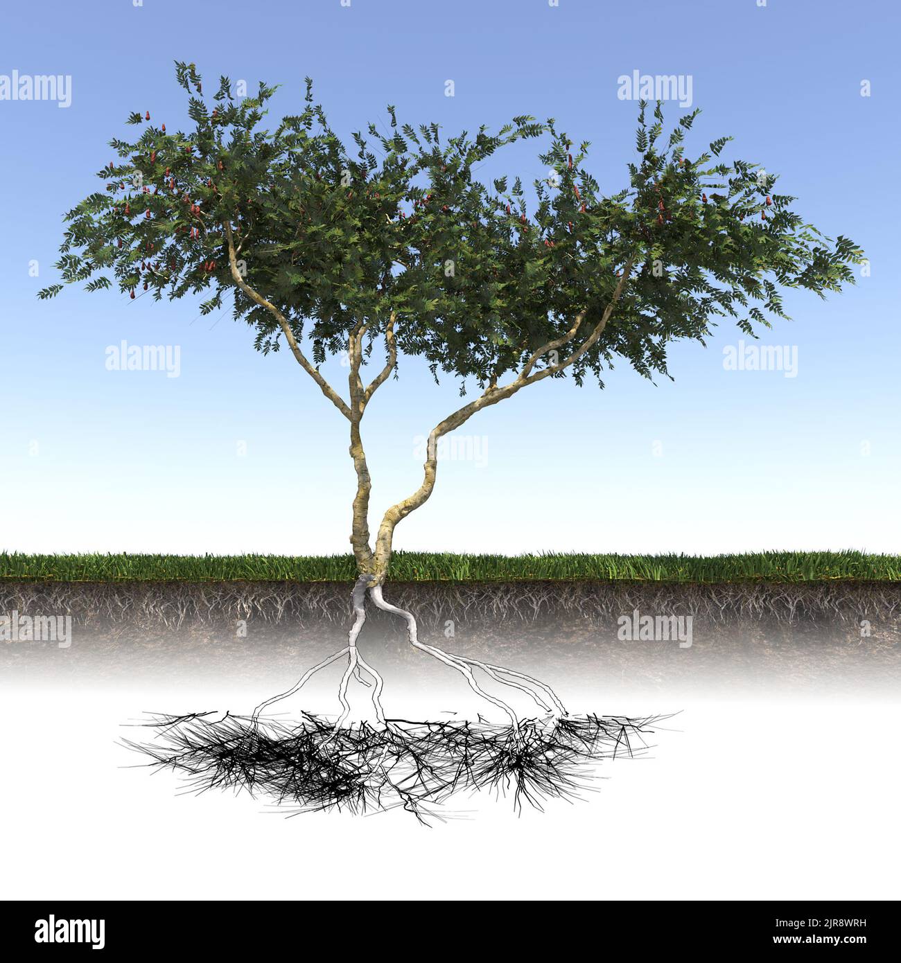 tree root system, cg illustration, sketch, outline Stock Photo - Alamy