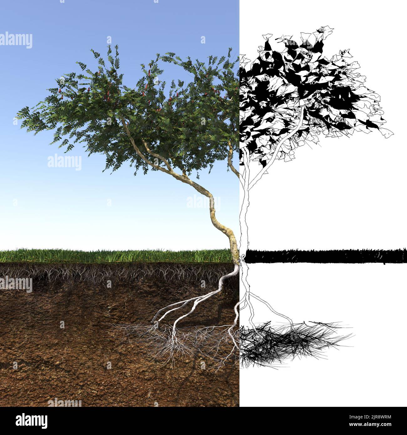tree root system, cg illustration, sketch, outline Stock Photo - Alamy