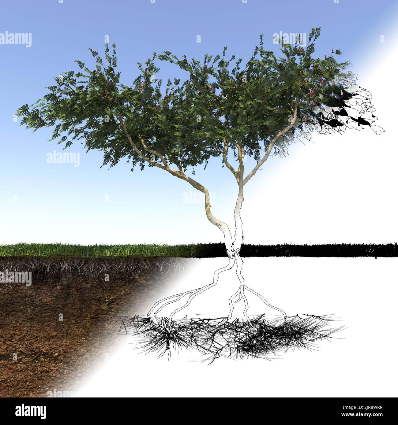 tree root system, cg illustration, sketch, outline Stock Photo - Alamy