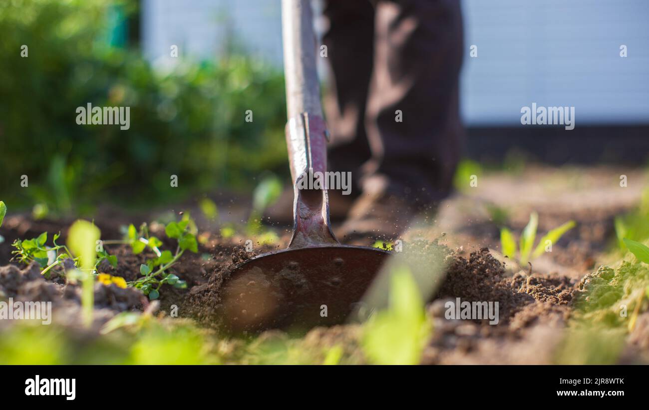 Farmer cultivating land in the garden with hand tools. Soil loosening ...