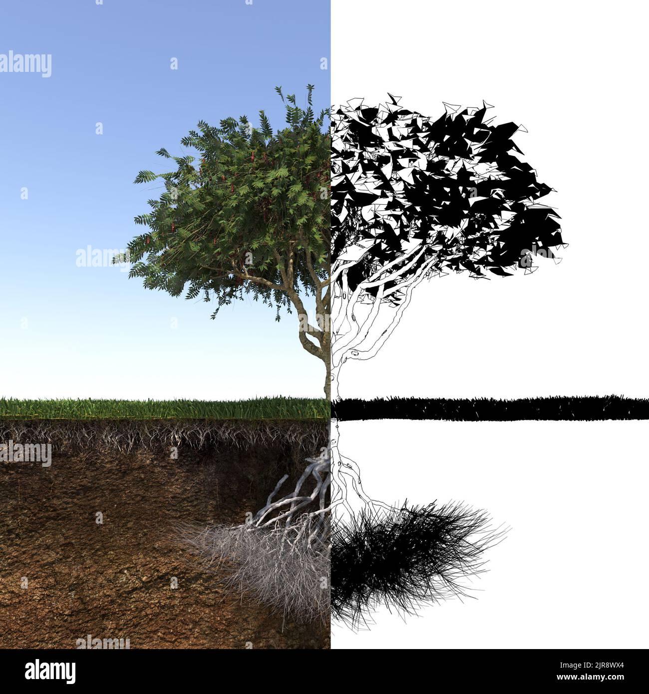 tree root system, cg illustration, sketch, outline Stock Photo - Alamy