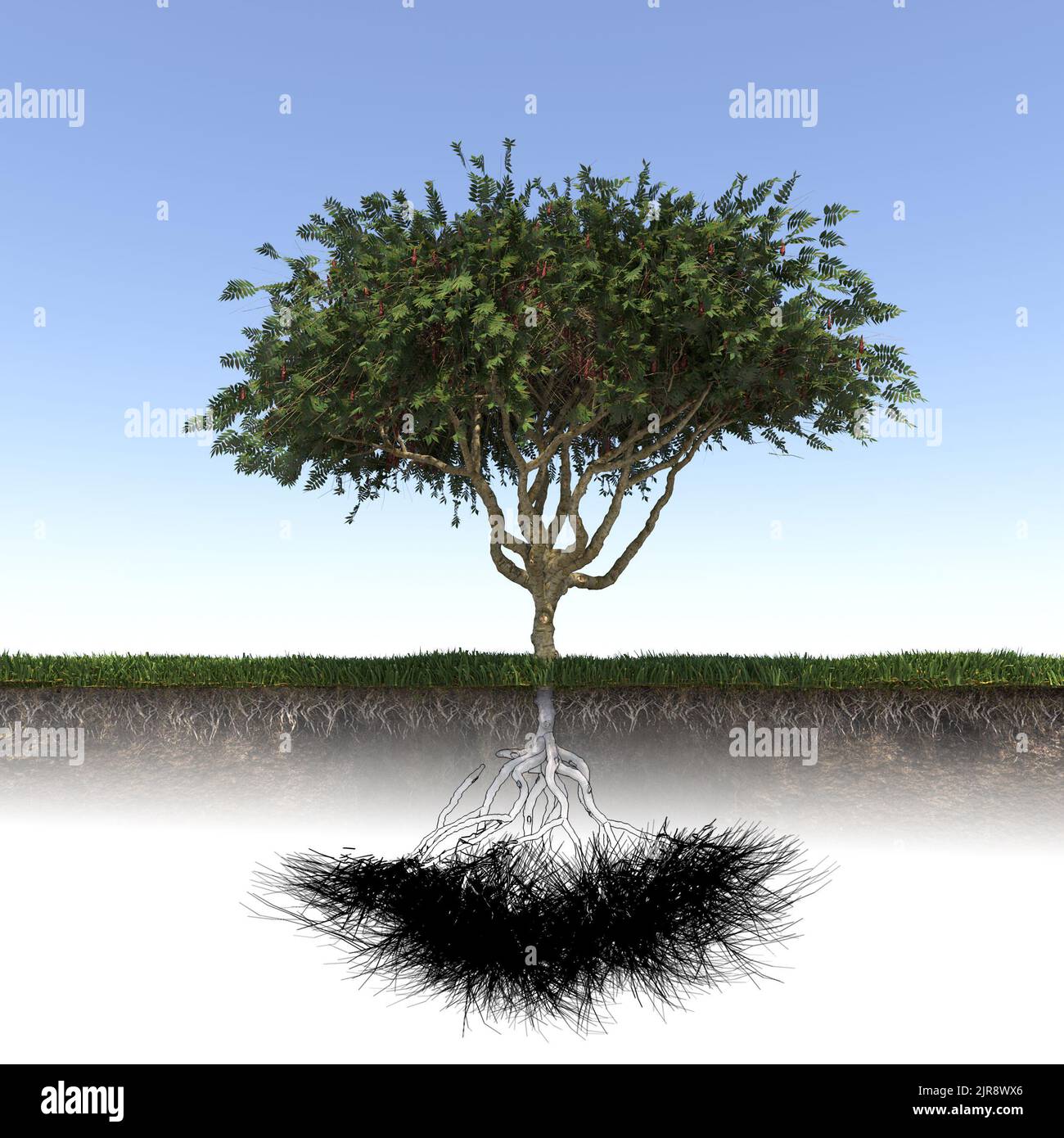 tree root system, cg illustration, sketch, outline Stock Photo - Alamy