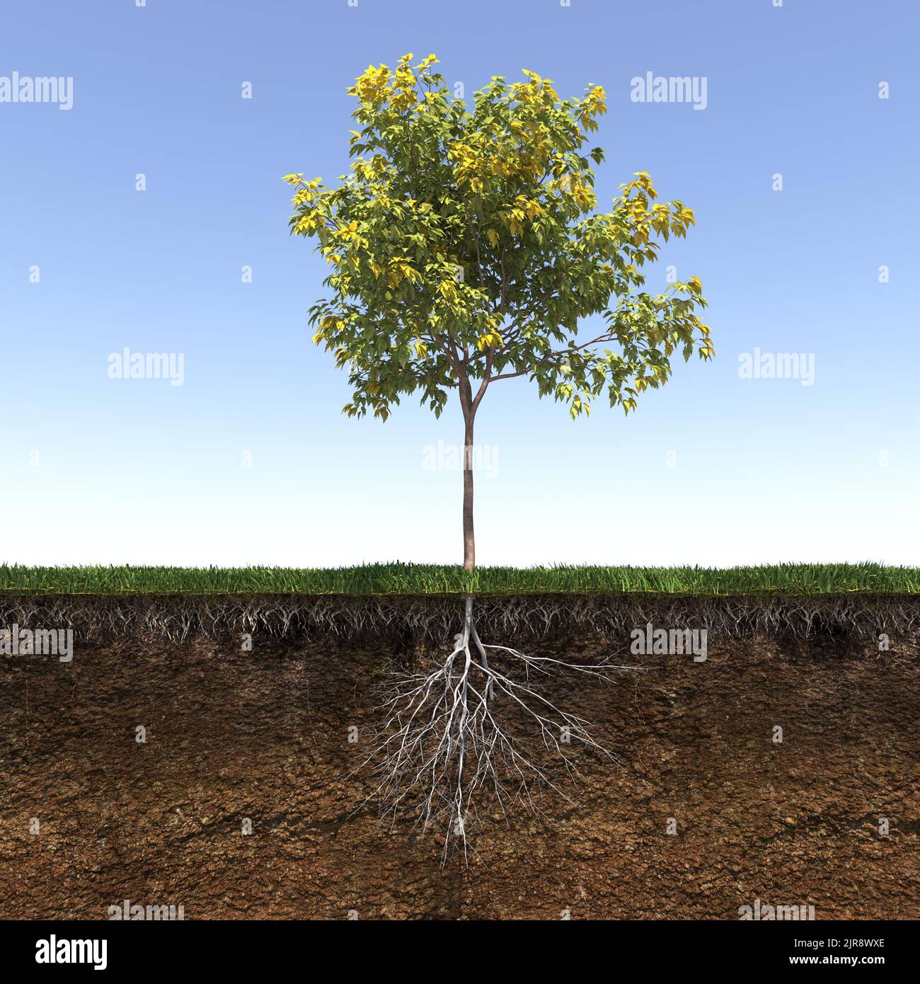 tree root system, cg illustration, sketch, outline Stock Photo - Alamy