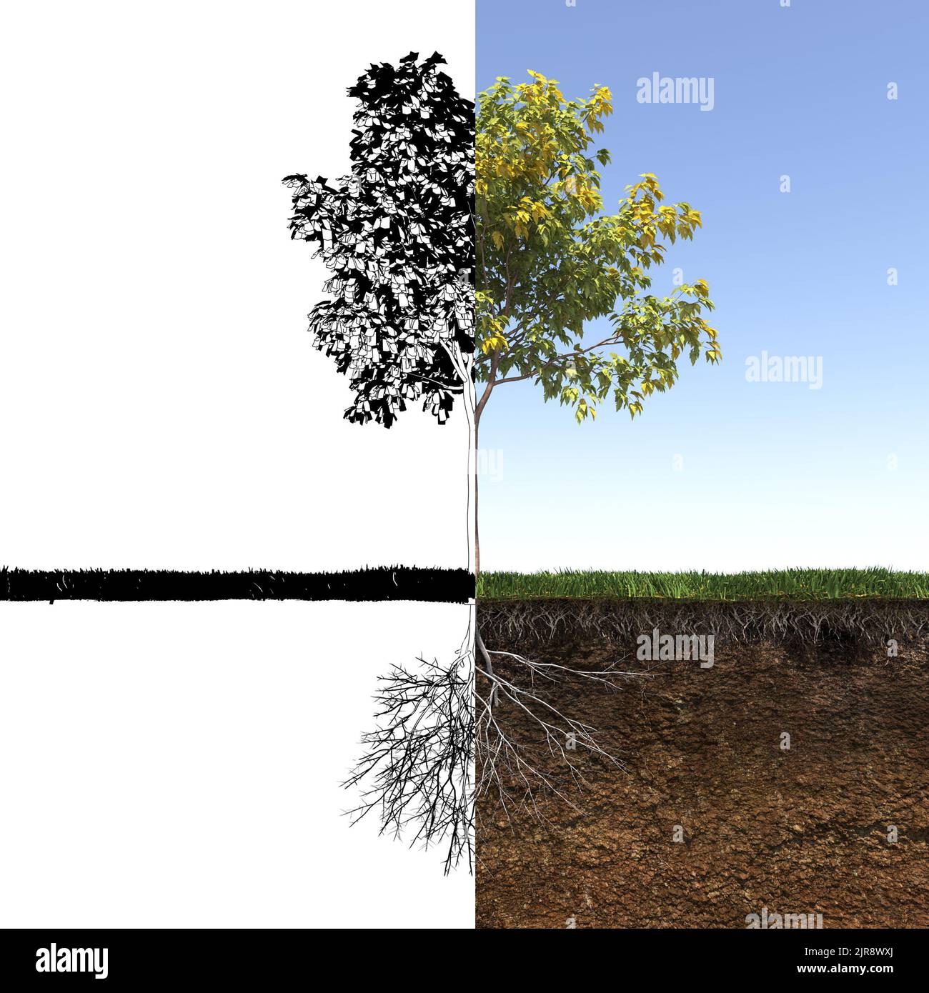 tree root system, cg illustration, sketch, outline Stock Photo - Alamy