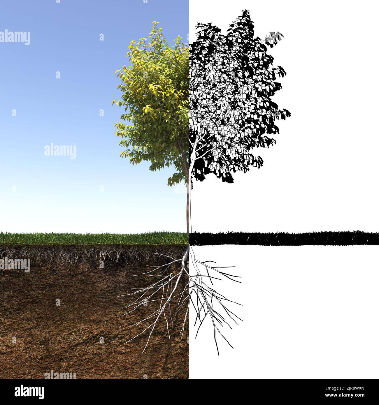 tree root system, cg illustration, sketch, outline Stock Photo - Alamy