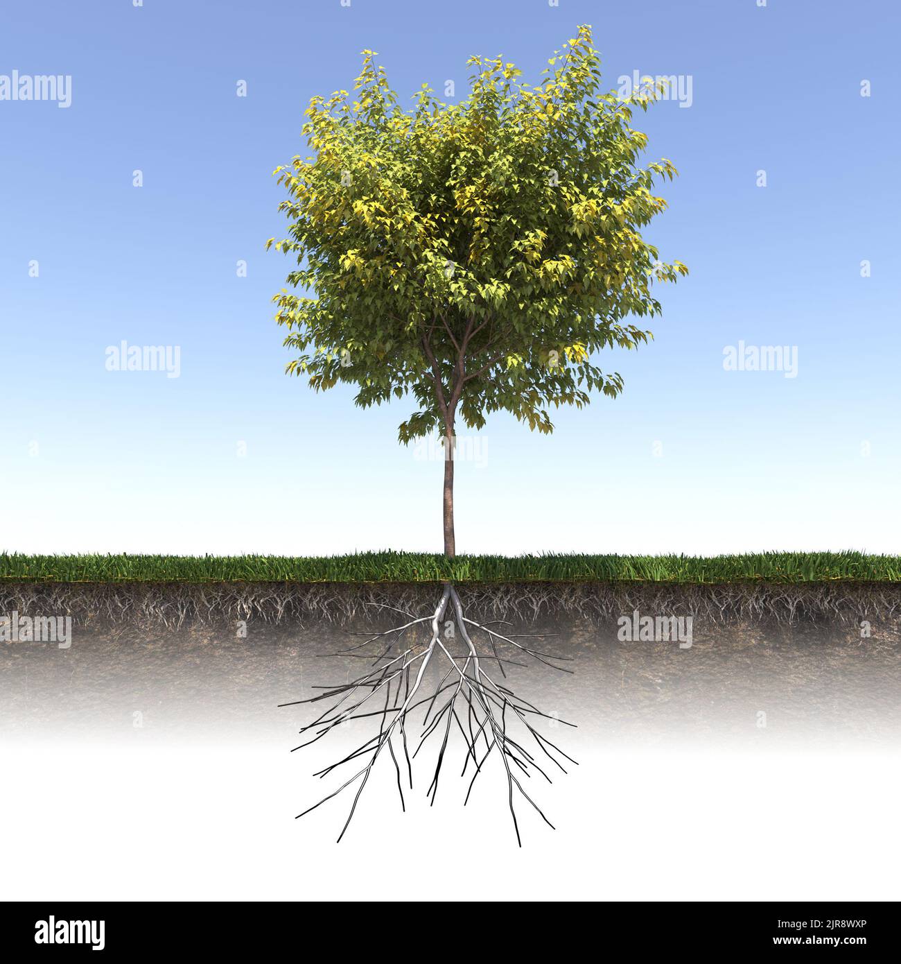 tree root system, cg illustration, sketch, outline Stock Photo - Alamy