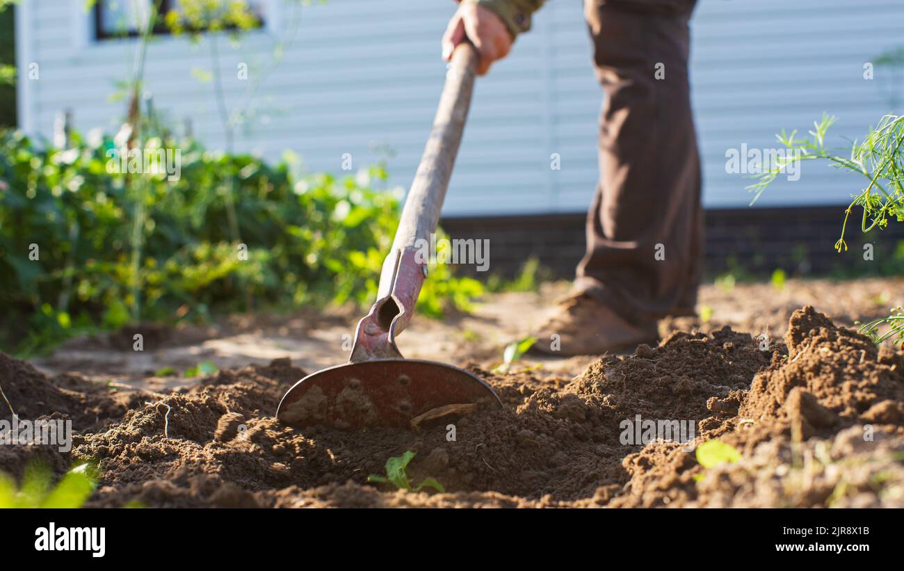 Farmer cultivating land in the garden with hand tools. Soil loosening ...