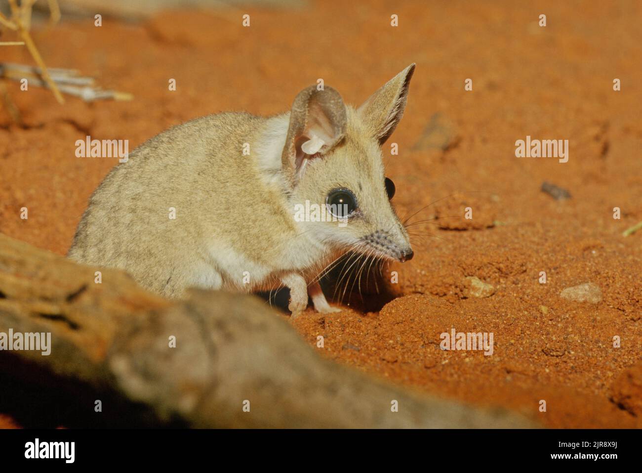 The fat-tailed dunnart (Sminthopsis crassicaudata) is a species of ...