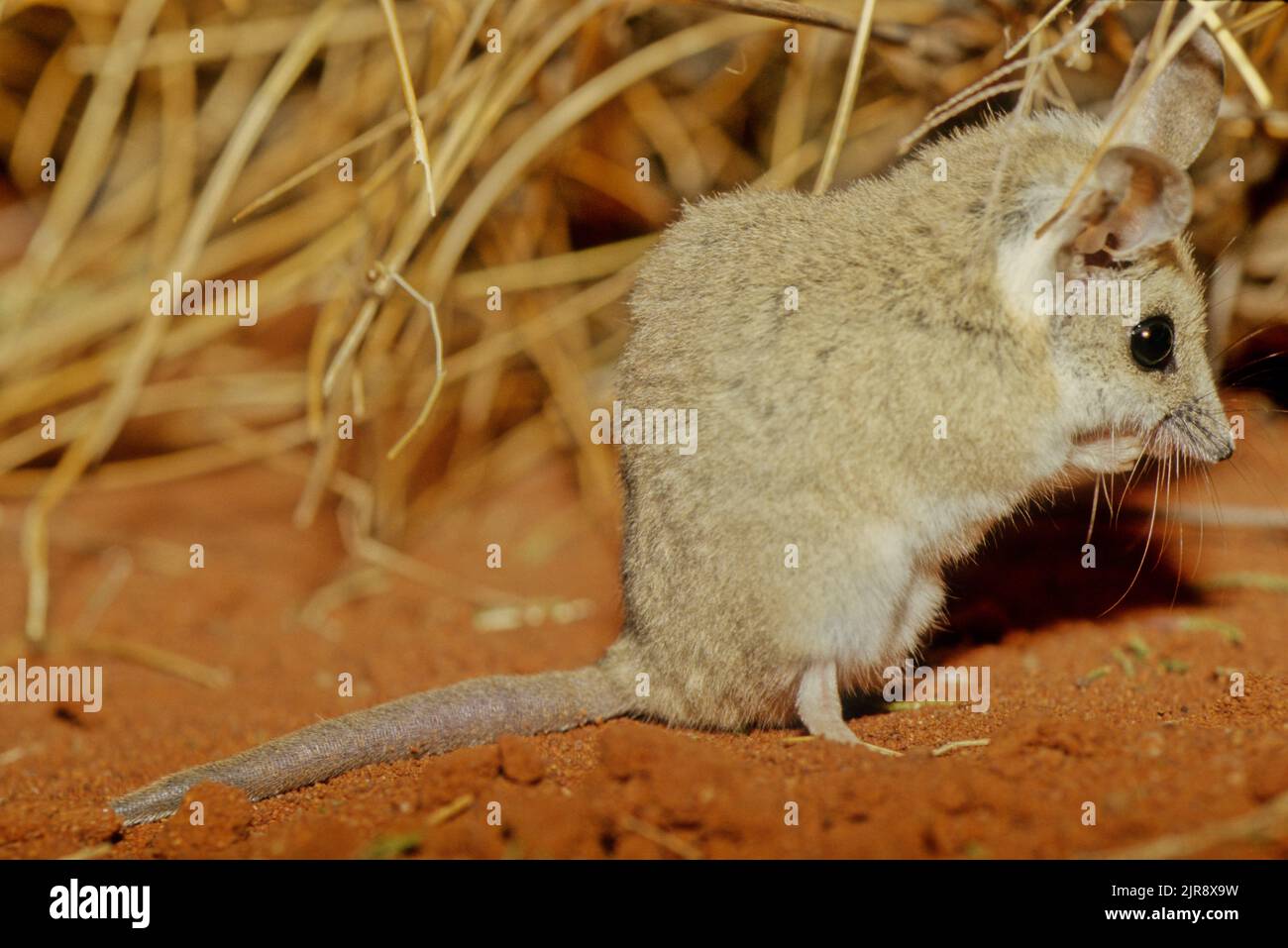 The fat-tailed dunnart (Sminthopsis crassicaudata) is a species of ...