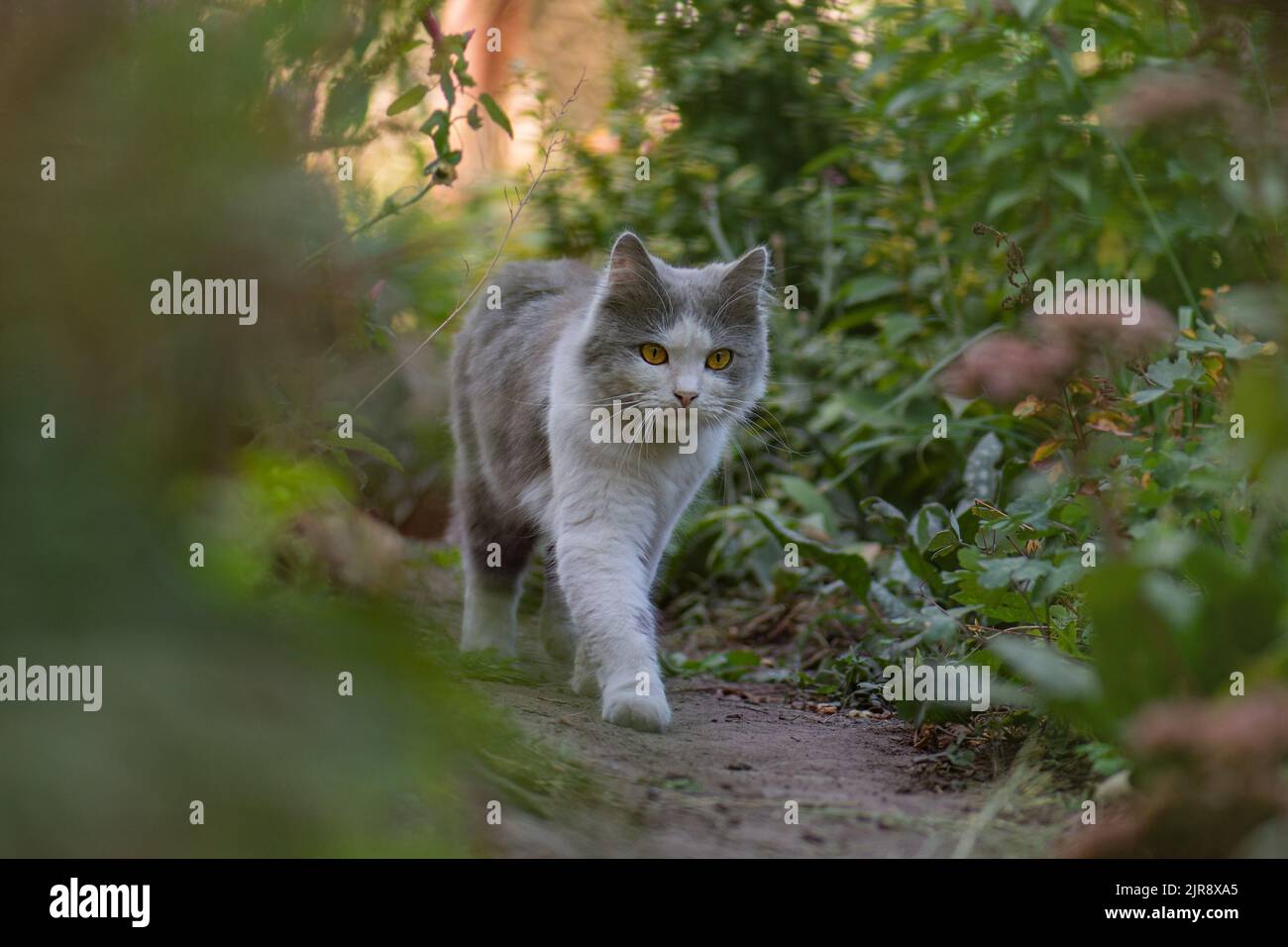 Pet freedom and enjoying nature concept. Joy in nature. Happy young cat ...