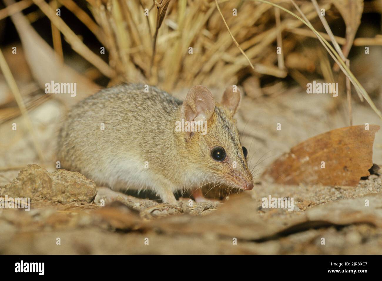 Fat tailed dunnart hi-res stock photography and images - Alamy