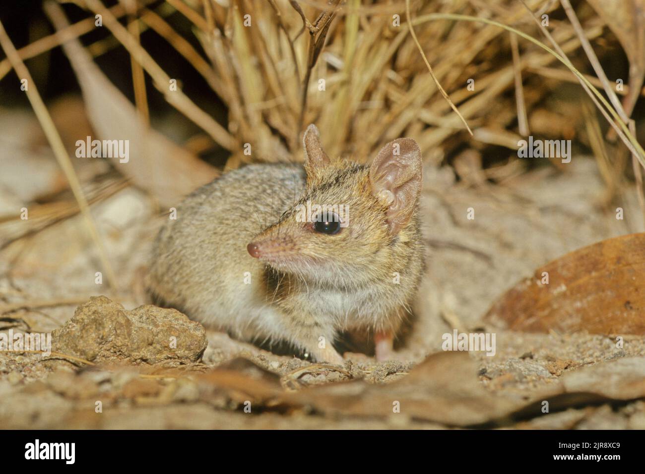 The red-cheeked dunnart (Sminthopsis virginiae) is so called because of ...