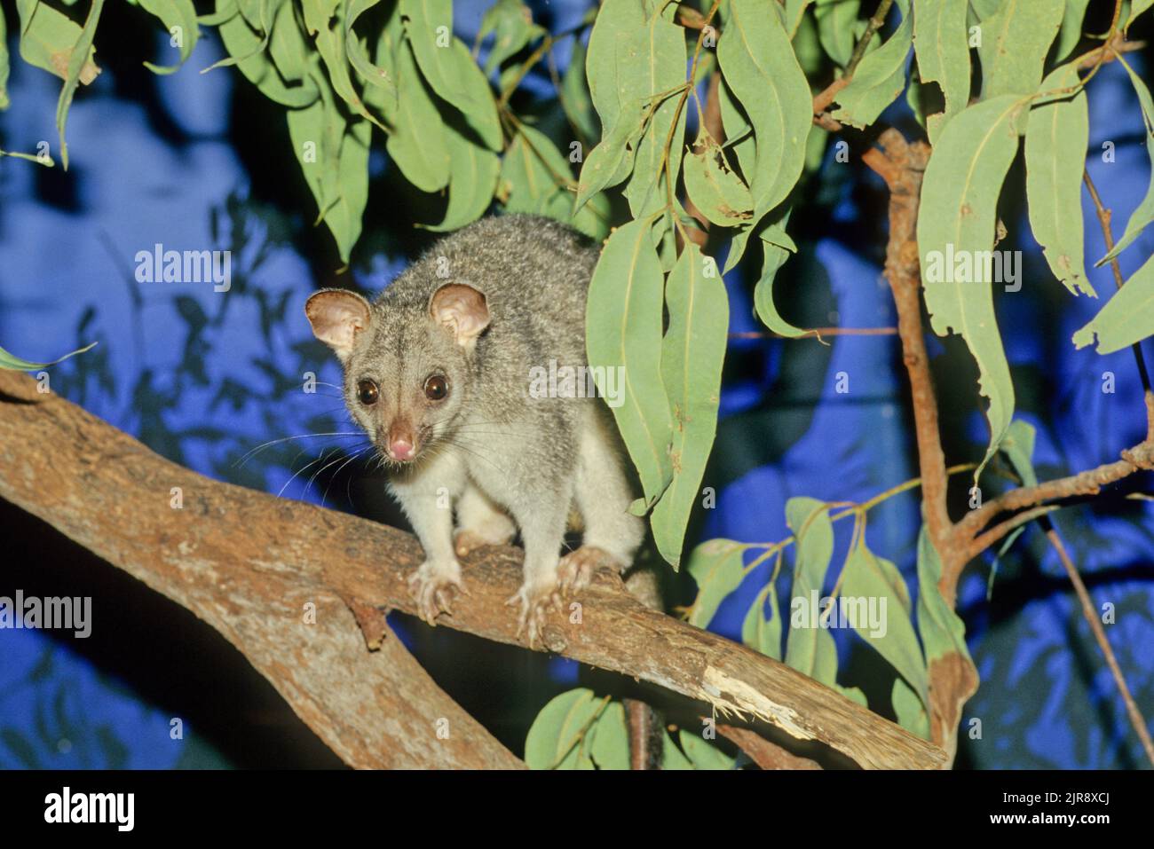 Vulpecula fox hi-res stock photography and images - Alamy