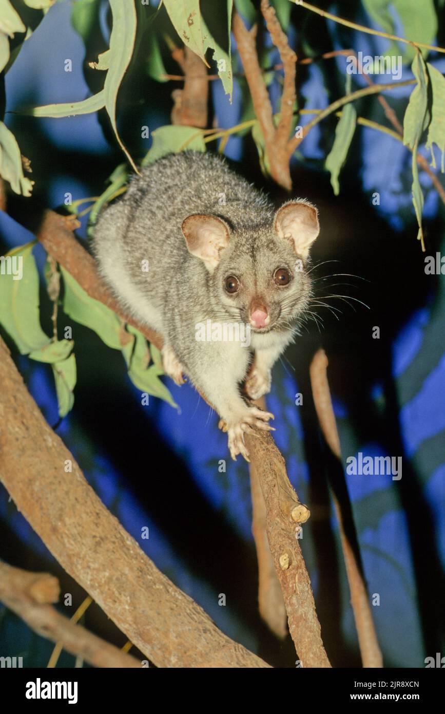 Vulpecula fox hi-res stock photography and images - Alamy