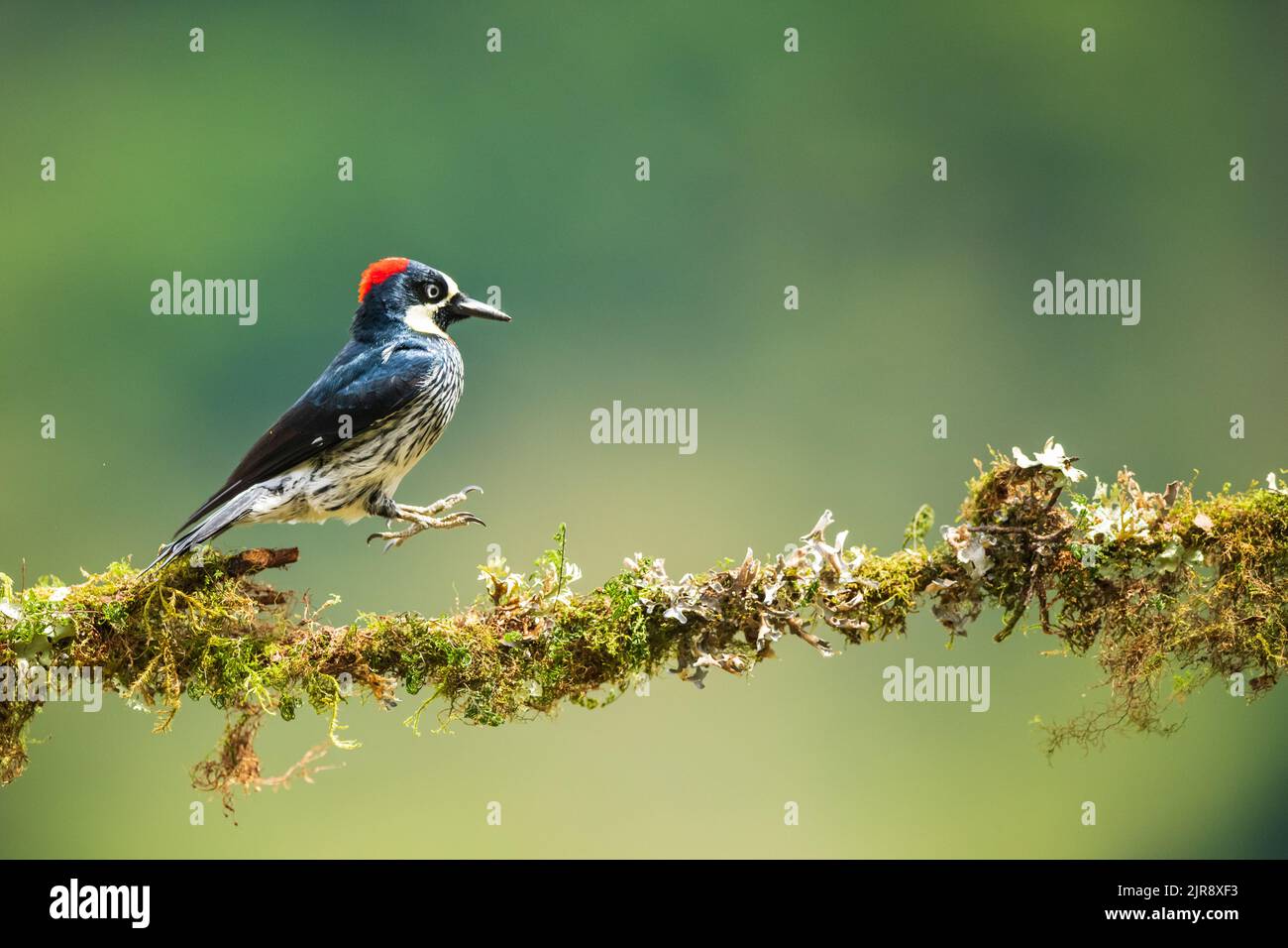 An acorn woodpecker perched on a branch with beautiful soft bokeh ,Costa Rica Stock Photo - Alamy