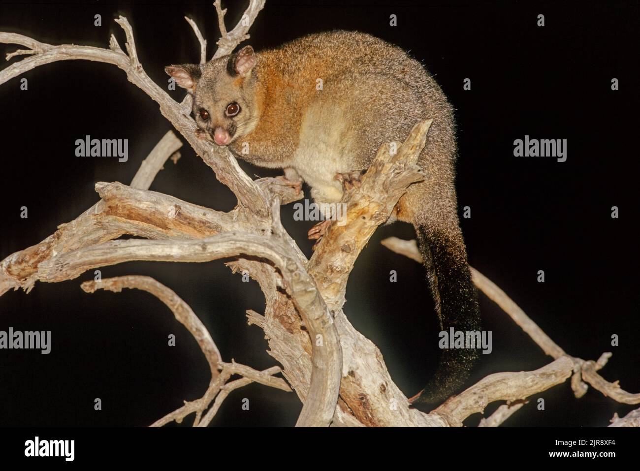 The common brushtail possum (Trichosurus vulpecula, from the Greek for ...