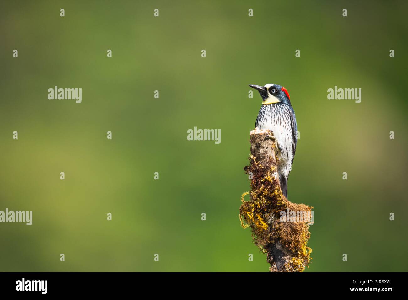 An acorn woodpecker perched on a branch with beautiful soft bokeh ,Costa Rica Stock Photo - Alamy
