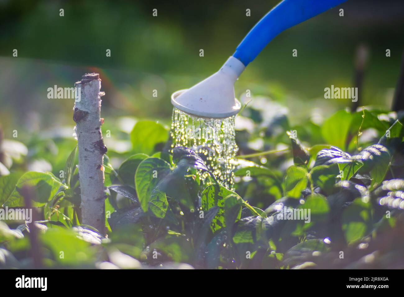 Watering vegetable plants on a plantation in the summer heat with a ...