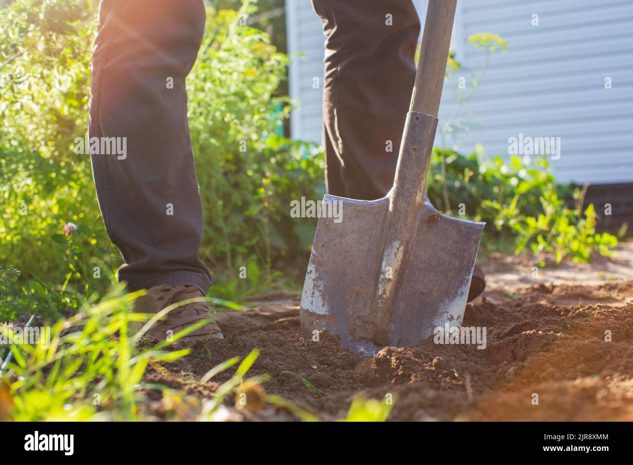 The farmer stands with a shovel in the garden. Preparing the soil for ...
