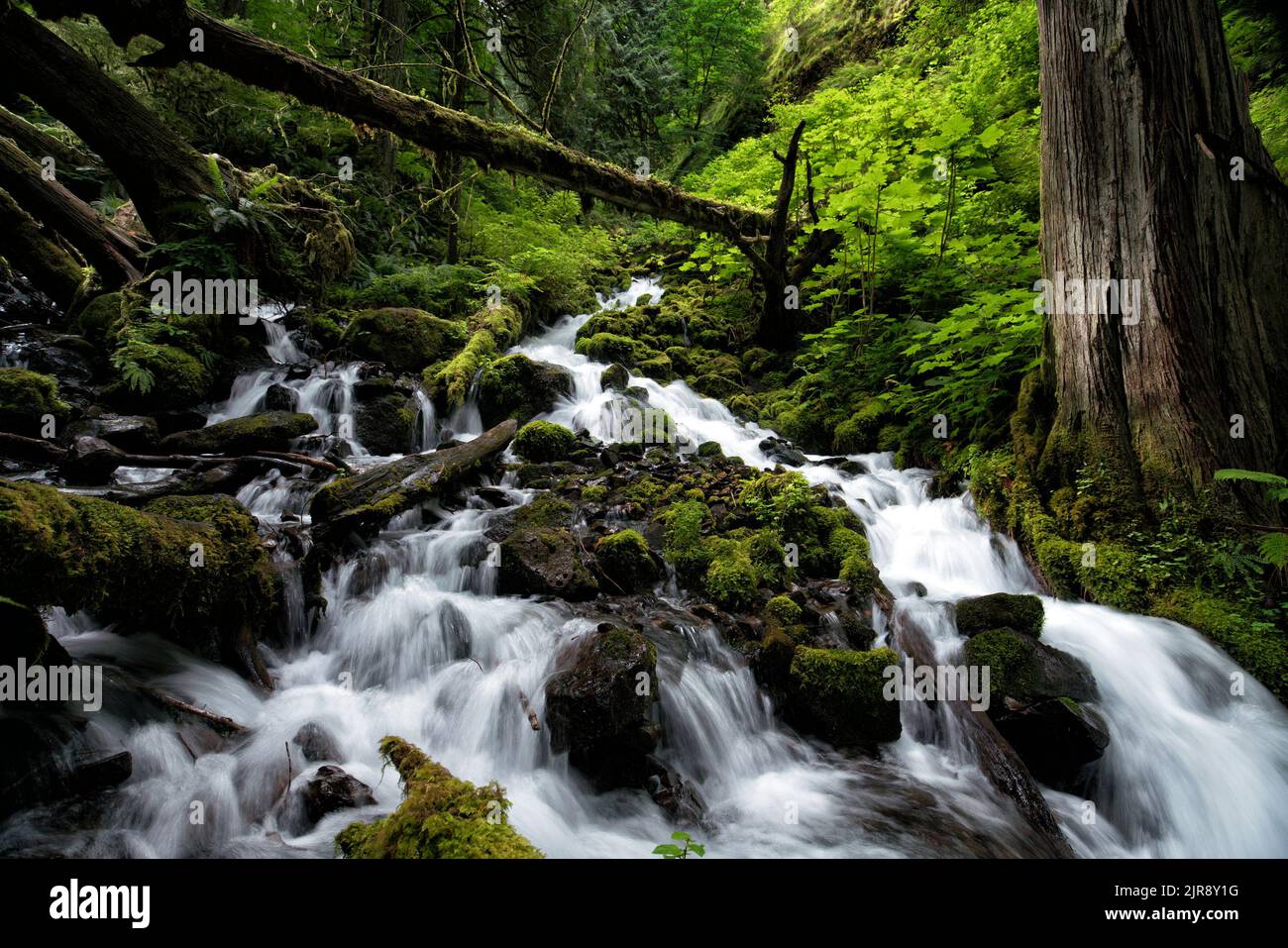 Waterfalls in the Columbia River Gorge near Portland Oregon Stock Photo ...