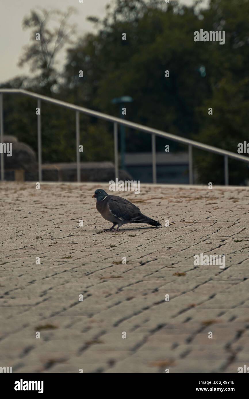 Pigeons roof flying hi-res stock photography and images - Alamy