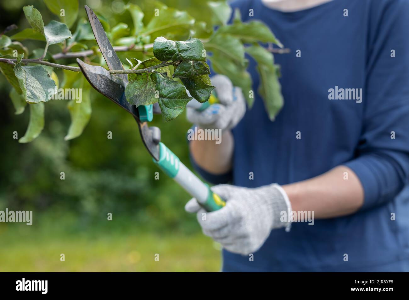 garden shears cut a diseased branch on a tree. High quality photo Stock ...