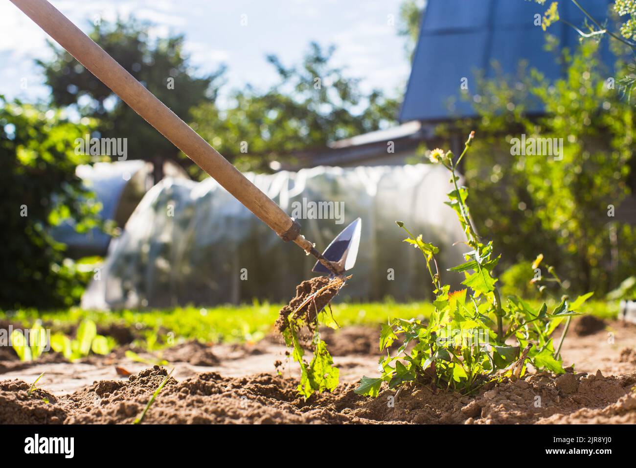 Weeding beds with agricultura plants growing in the garden. Weed ...