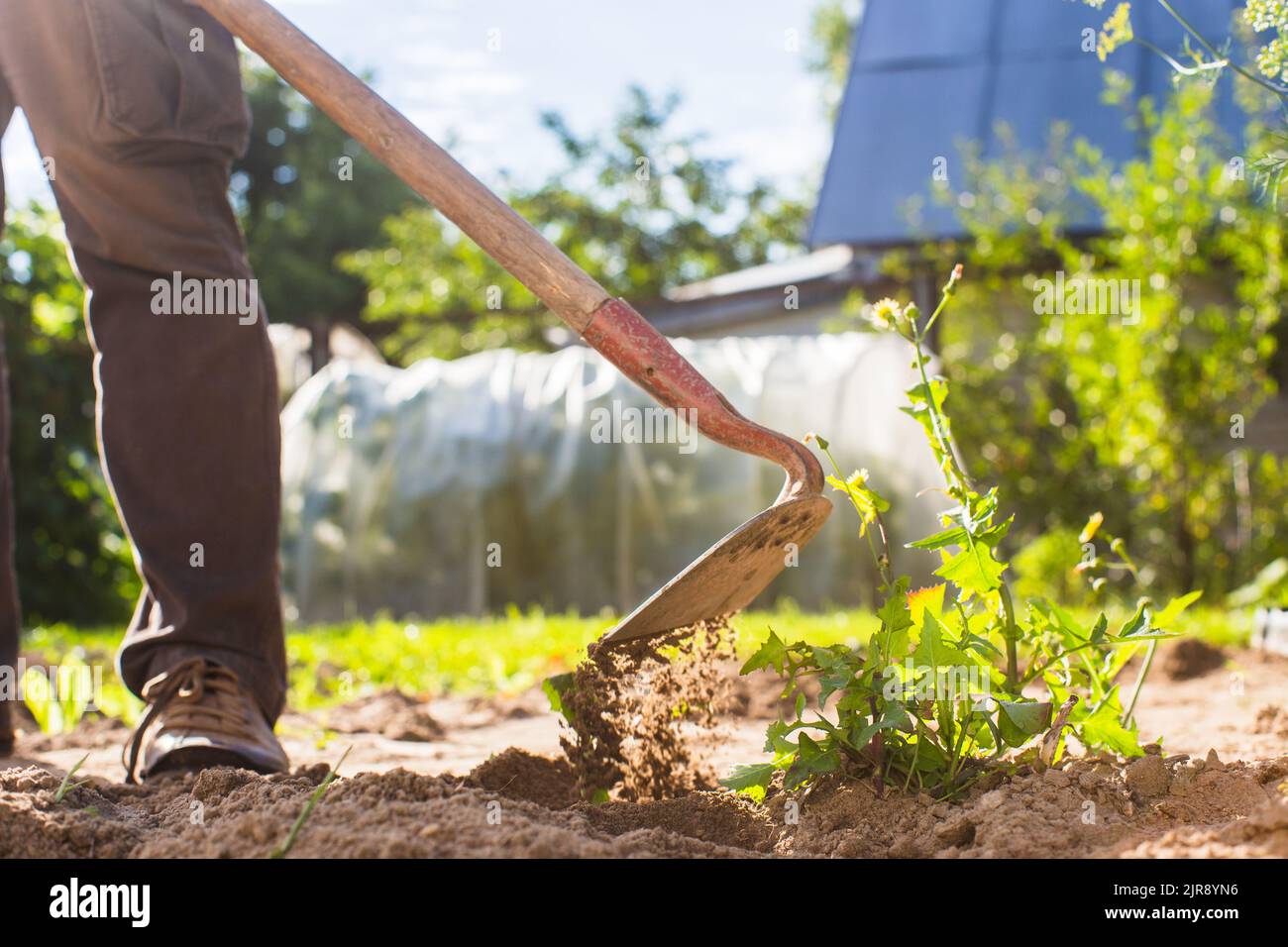 Weeding beds with agricultura plants growing in the garden. Weed ...