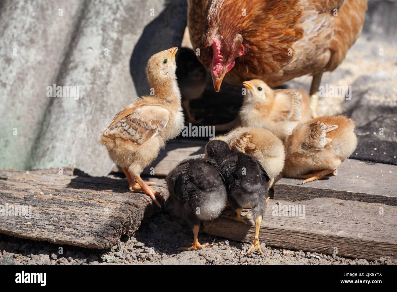 Baby chickens with mom hi-res stock photography and images - Alamy