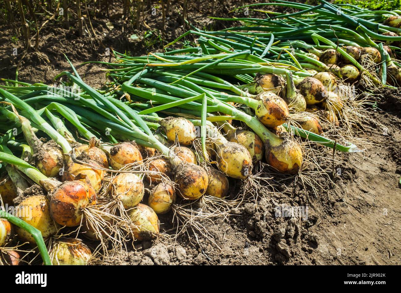 Onion harvest collected in the garden. Plantation work. Autumn harvest ...